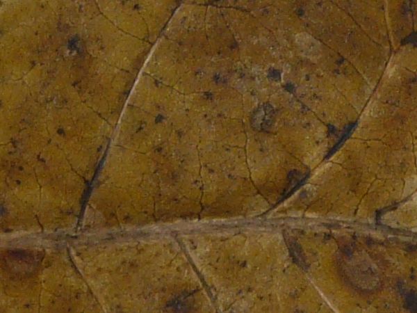 texture 0018 - Texturelib